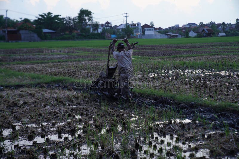 Farmer Plowing a Rice Field Using a Hand Tractor in the Countryside ...