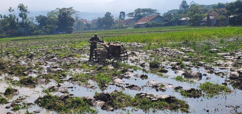 A farmer plowing ricefield stock photo. Image of farmer - 264943832