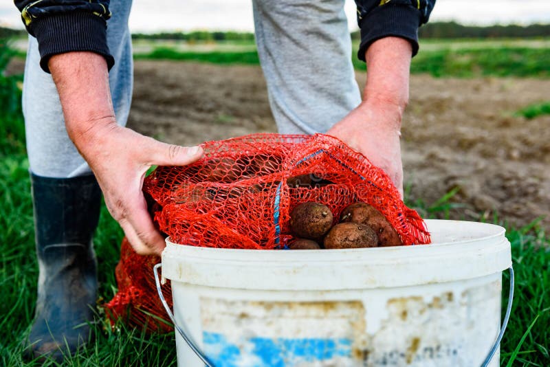 A Farmer Pouring Potatoes into Bucket for Planting in the Field in ...