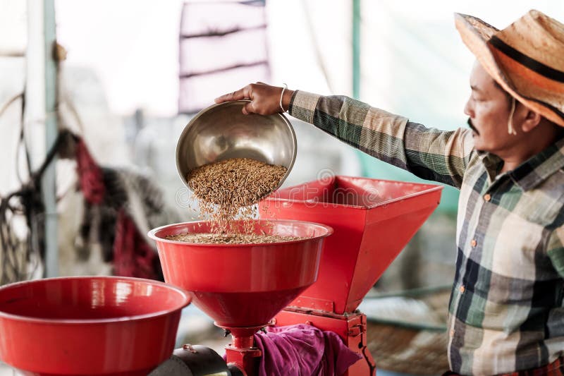 A Farmer is Pouring Rice into a Rice Mill Stock Image - Image of farm ...