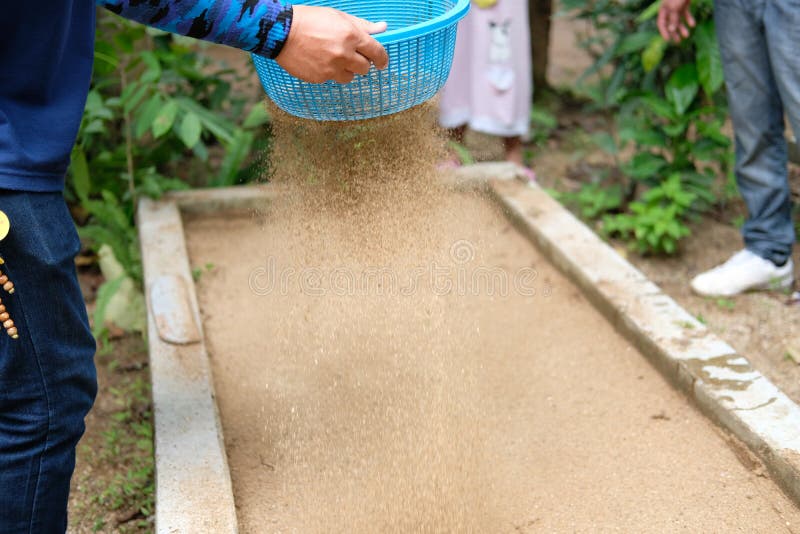 Farmer Pouring Sand on Plant Bed after Growing Tree Stock Photo - Image ...