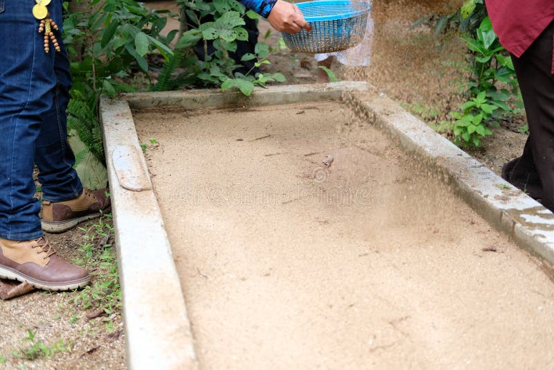 Farmer Pouring Sand on Plant Bed after Growing Tree Stock Photo - Image ...