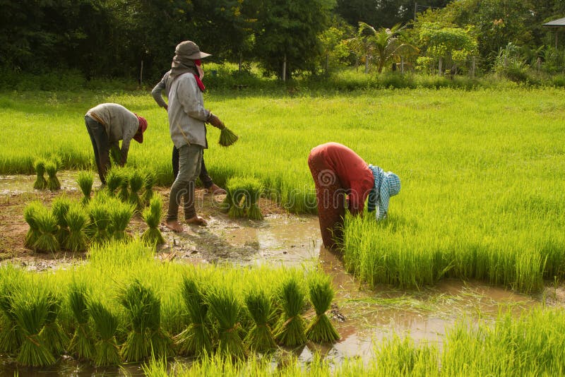Farmer Preparation Rice Seedlings for Planting Stock Image - Image of ...