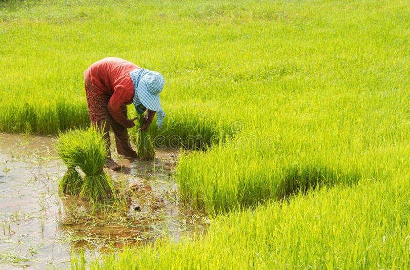 Farmer Preparation Rice Seedlings for Planting Stock Image - Image of ...