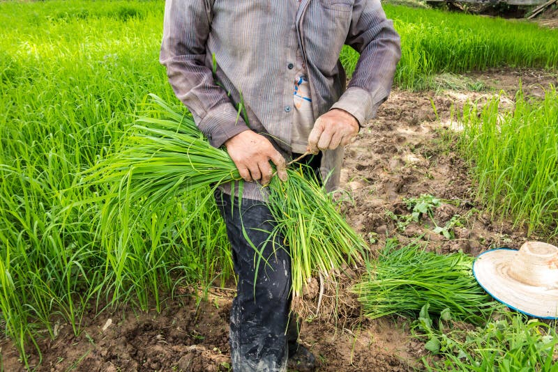 Farmer prepare seedling. stock photo. Image of growth - 74029962