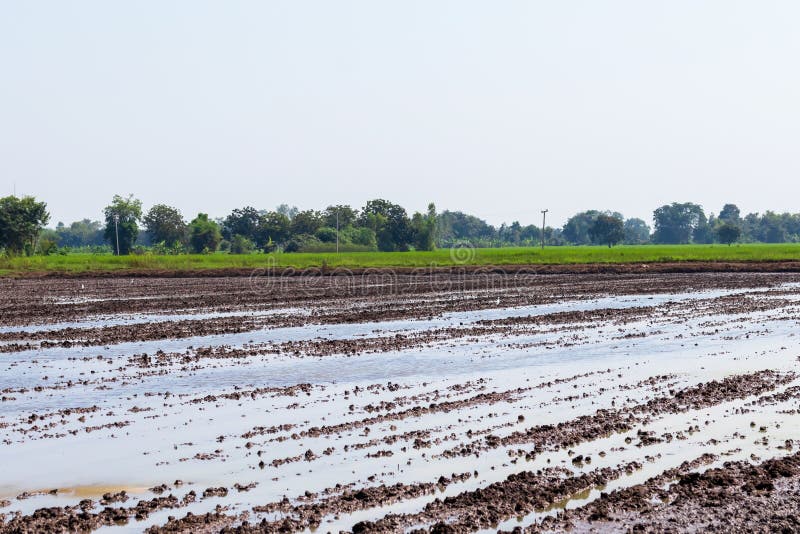 Farmer Preparing Land for Rice Field. Stock Image - Image of plowing ...