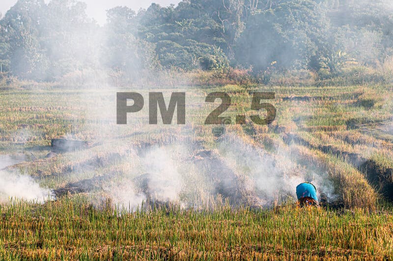Farmer is Preparing Rice Field for the Next Round by Burning Organic ...