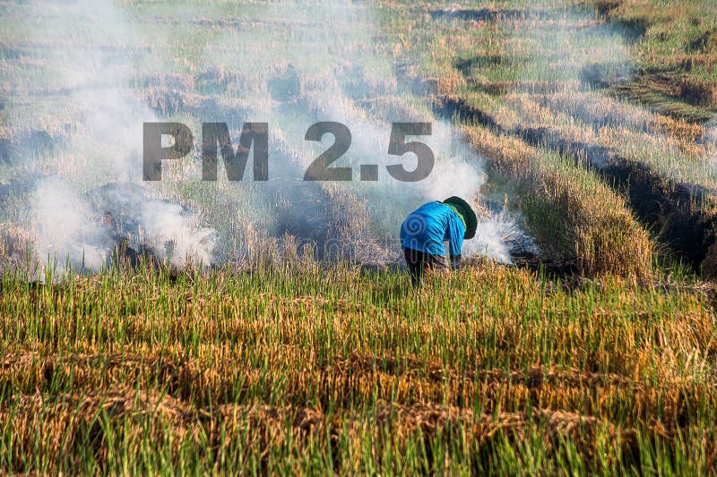 Farmer is Preparing Rice Field for the Next Round by Burning Organic ...
