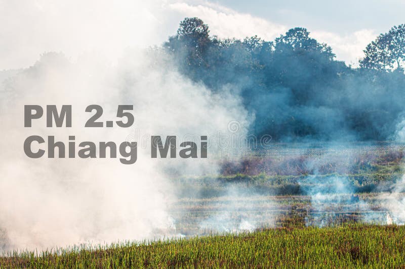 Farmer is Preparing Rice Field for the Next Round by Burning Organic ...