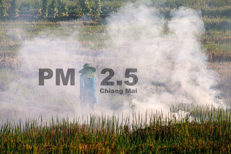 Farmer is Preparing Rice Field for the Next Round by Burning Organic ...