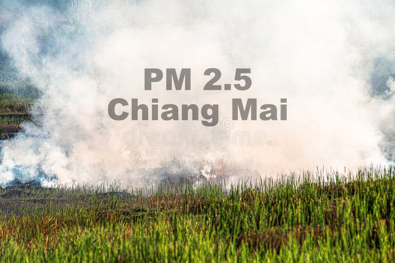 Farmer is Preparing Rice Field for the Next Round by Burning Organic ...