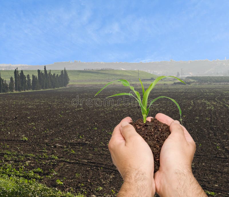 Farmer Presenting Corn Shoot Stock Image - Image of staple, closeup ...