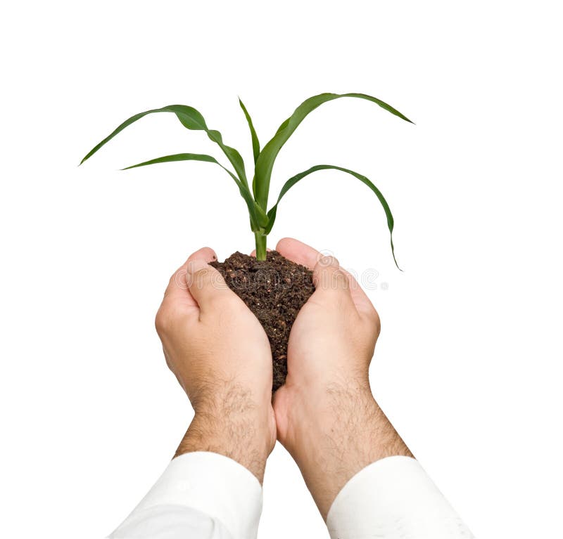 Farmer Presenting Corn Shoot Stock Image - Image of isolated, green ...