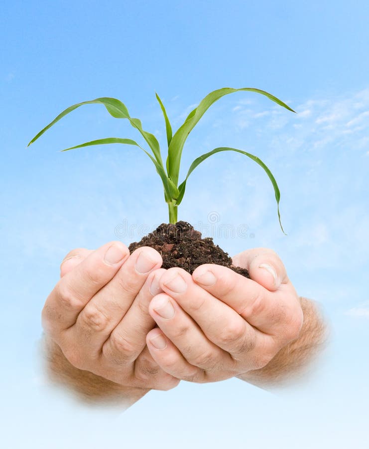 Farmer Presenting Corn Shoot Stock Photo - Image of growth, cultivation ...