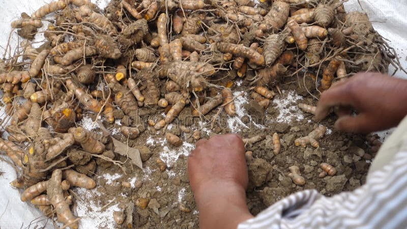 A Farmer Processing Turmeric Roots Post Harvest. Turmeric is a Common ...