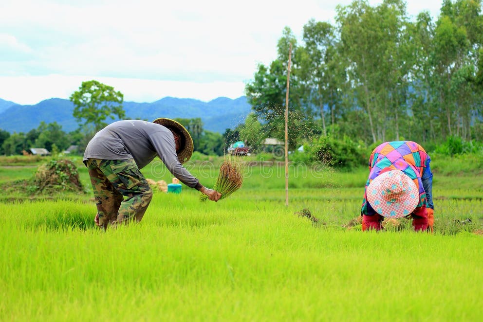 Farmer stock photo. Image of agriculture, farmer, creatures - 45440276