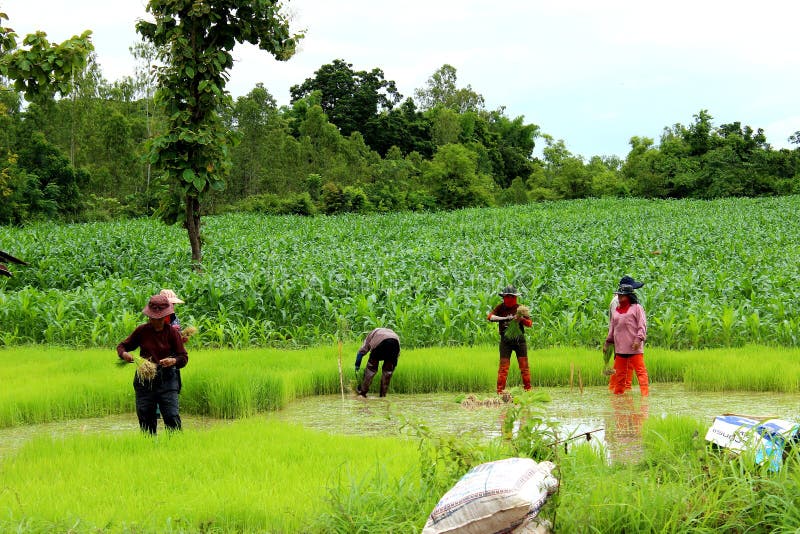 Farmer editorial photography. Image of food, flowers - 45440307