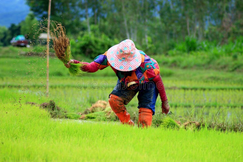 Farmer stock image. Image of asia, growth, glutinous - 45440331