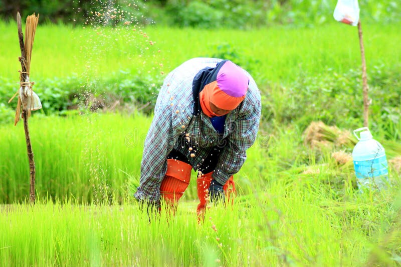 Farmer editorial image. Image of glutinous, life, moon - 45440340