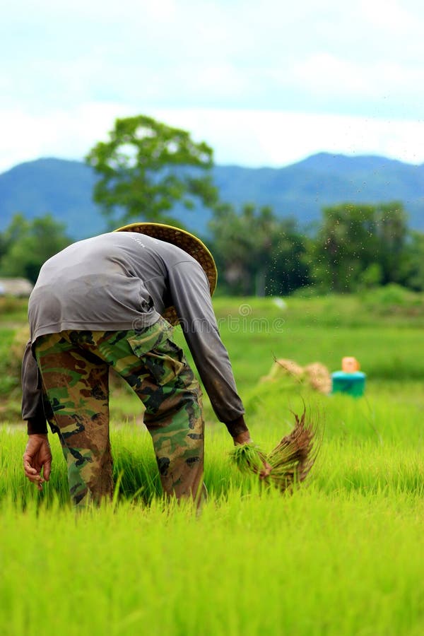 Farmer stock photo. Image of glutinous, asia, fertilizers - 45440456