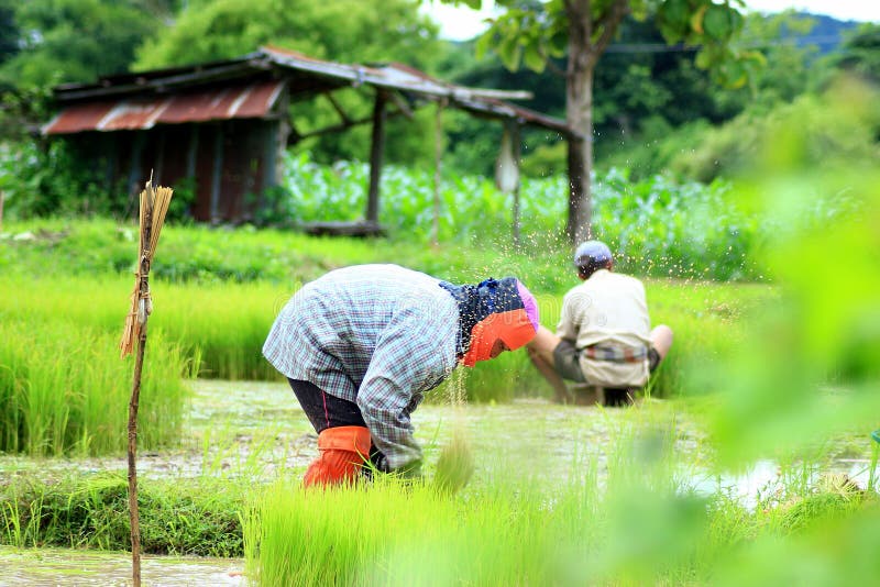 Farmer editorial stock photo. Image of fruits, farmer - 45440473