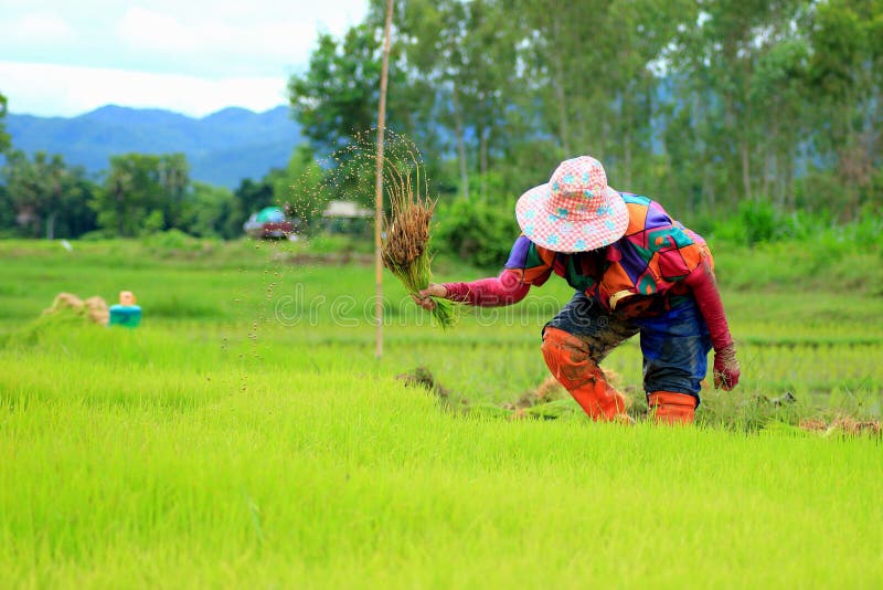 Farmer stock image. Image of agriculture, career, growth - 45440611