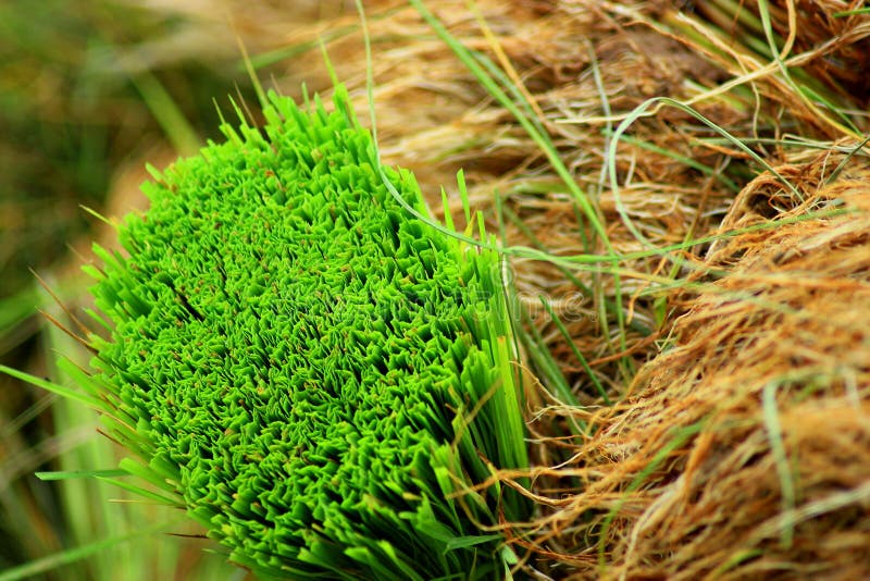 Farmer stock photo. Image of agriculture, crop, earth - 45440722