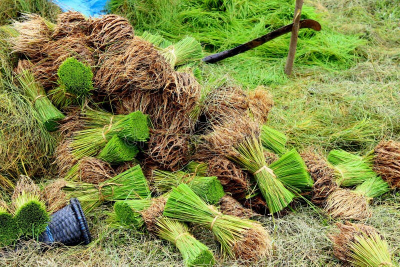 Farmer stock photo. Image of animals, fruits, feed, family - 45440876