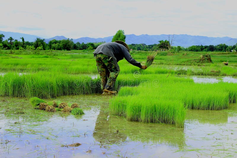 Farmer editorial stock photo. Image of cows, flour, food - 45675738