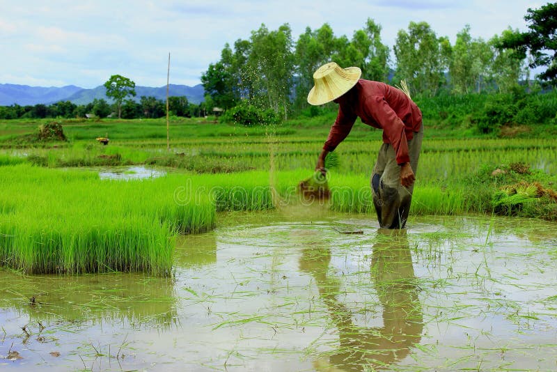 Farmer editorial stock photo. Image of inanimate, crop - 45675743