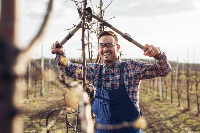 Farmer Pruning Fruit Trees in Orchard Stock Photo - Image of plant ...