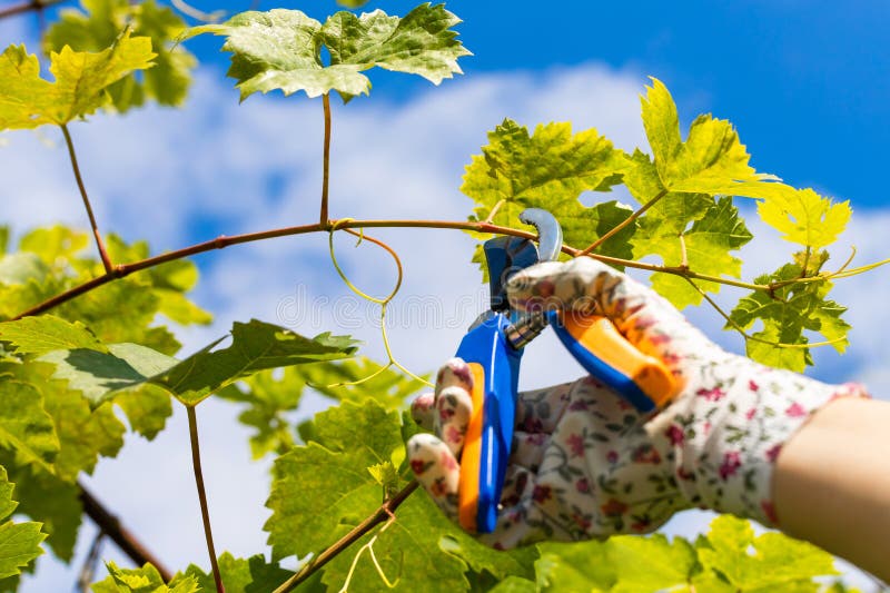 Farmer Pruning Grape Vines with Pruning Shears. Stock Image - Image of ...