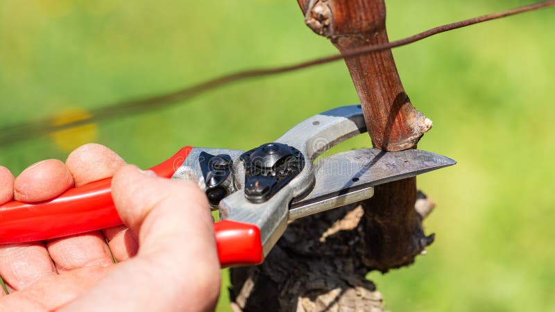 Farmer Pruning the Vine in Winter. Agriculture Stock Image - Image of ...