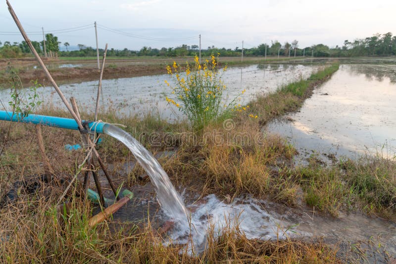 Farmer Pumping Water into the Fields Stock Image - Image of device ...