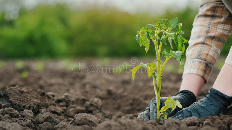 Farmer Puts Tomato Seedlings in the Ground, only Hands are Visible in ...