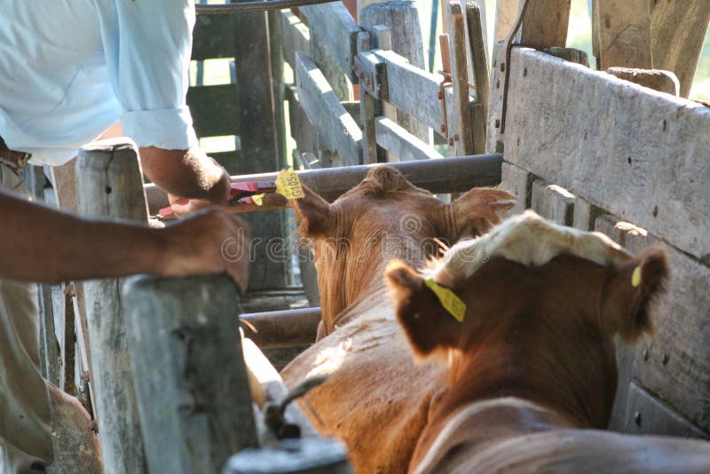 Farmer Putting Ear Tags on the Cattle Stock Photo - Image of ...