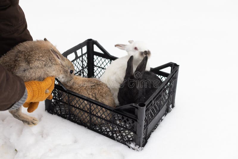 Farmer Putting Rabbit in a Basket. Farm Animals Stock Photo - Image of ...