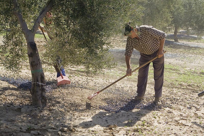 Farmer with a Rake Picking Olives from the Ground Editorial Stock Photo ...