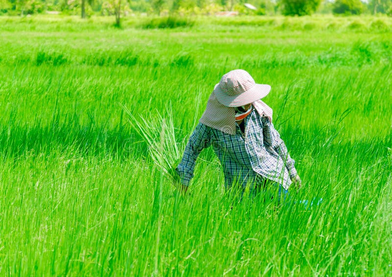 Farmer remove weed grass. stock image. Image of outdoor - 221494969