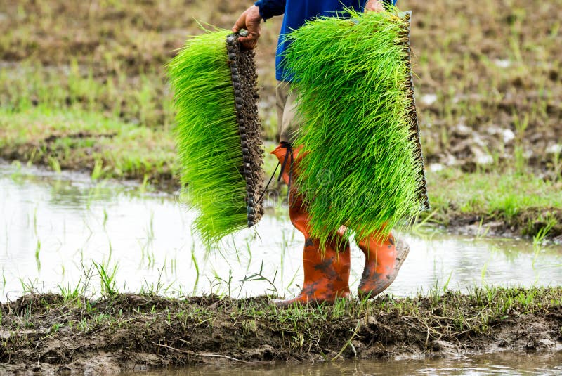 Farmer on the Rice Farm. stock photo. Image of farmland - 112009612