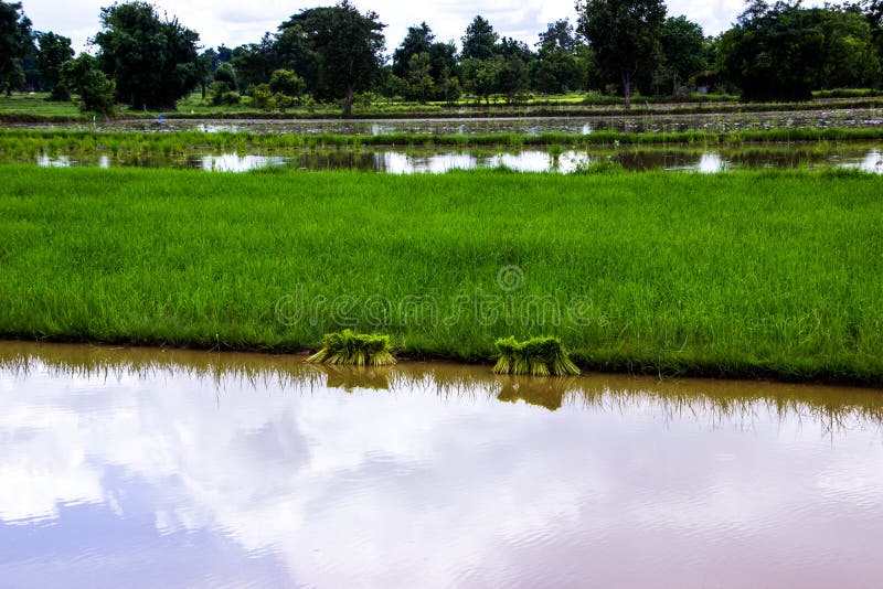 Farmer Rice Farmers Grow Rice, Plow. Stock Photo - Image of cultivate ...