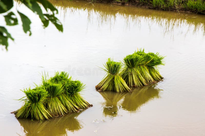 Farmer Rice Farmers Grow Rice, Plow. Stock Photo - Image of cereal ...