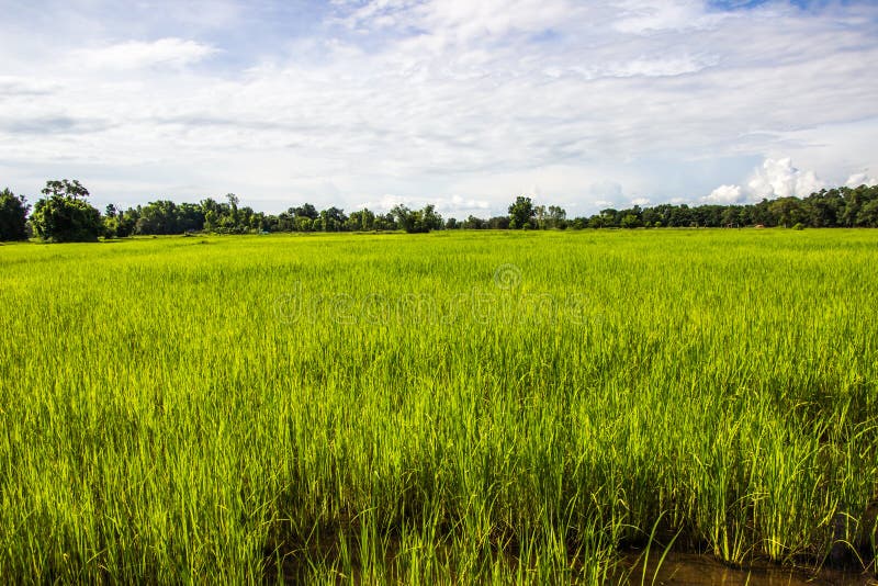 Farmer Rice Farmers Grow Rice, Plow. Stock Photo - Image of asia ...