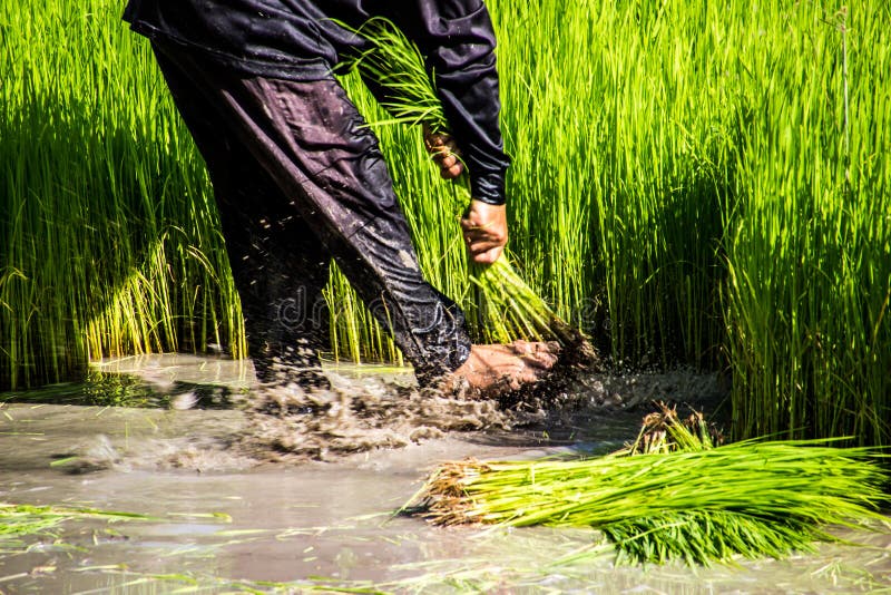 Farmer Rice Farmers Grow Rice, Plow. Stock Image - Image of asian ...