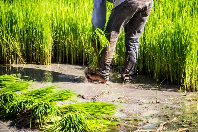 Farmer Rice Farmers Grow Rice, Plow. Stock Image - Image of asia, field ...