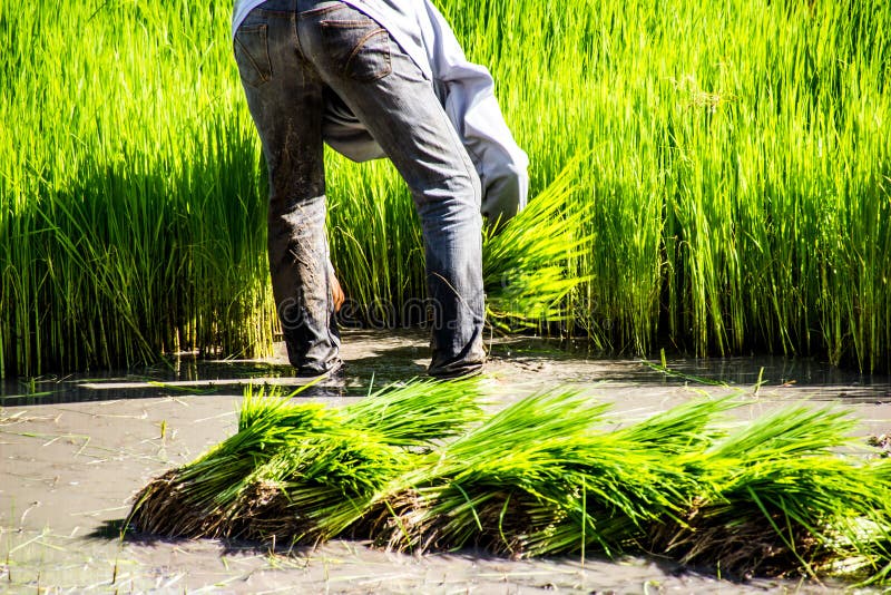Farmer Rice Farmers Grow Rice, Plow. Stock Image - Image of male ...
