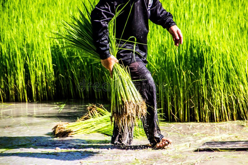 Farmer Rice Farmers Grow Rice, Plow. Stock Photo - Image of meadow ...
