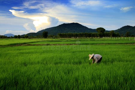 Farmer in the rice field stock image. Image of rayong - 15412689
