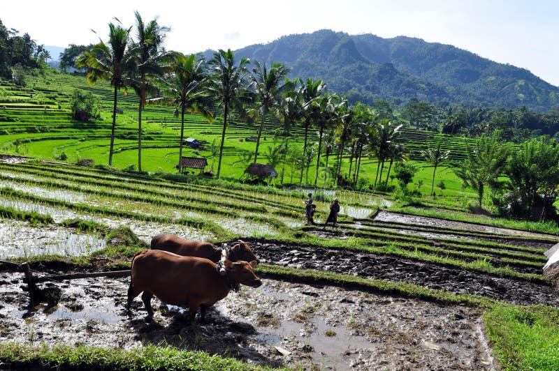 Farmer in the rice field stock photo. Image of balinese - 15634518