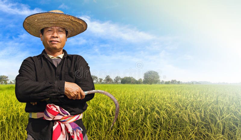 Farmer in the rice field stock photo. Image of person - 195280276